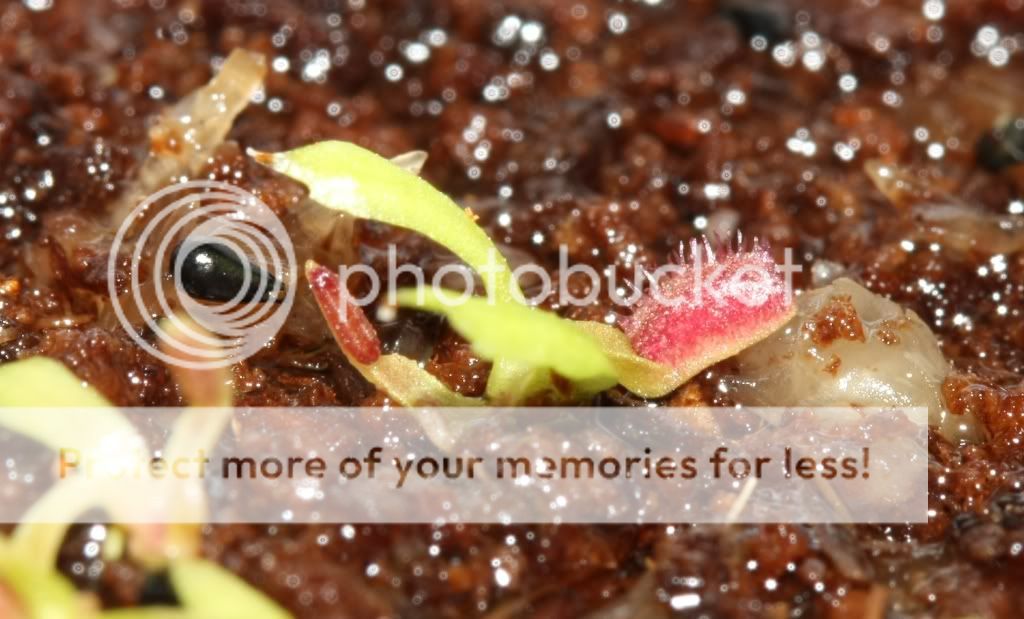 Seedlings' first little traps! - FlyTrapCare Forums